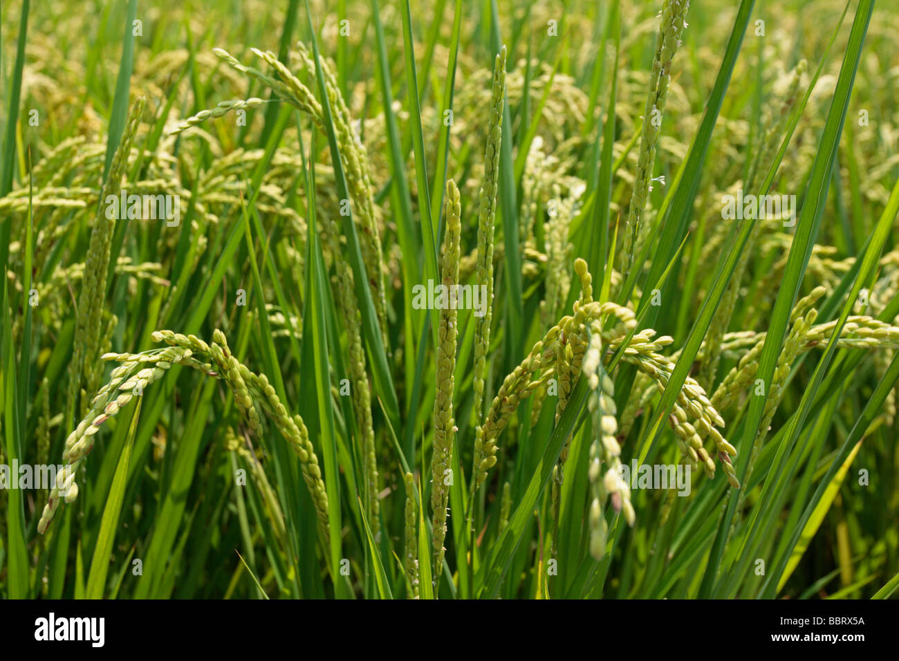 Rice grows in field Stock Photo - Alamy