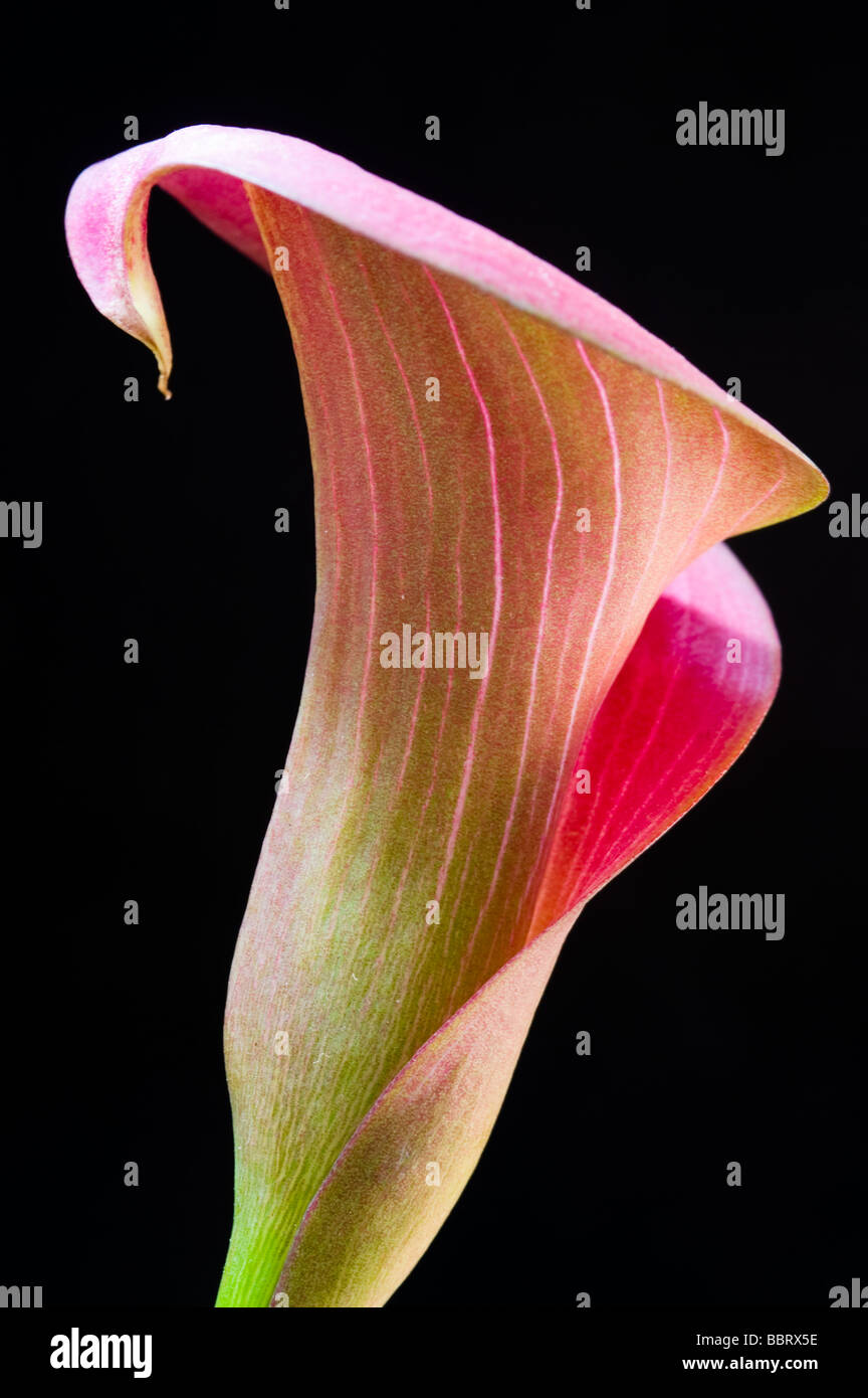 Pink Calla lilly macro isolated against black background Stock Photo ...