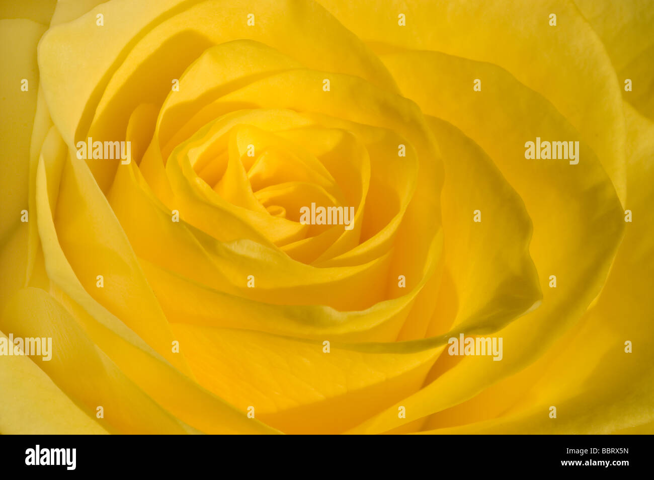 Beautiful fresh yellow rose hi-res stock photography and images - Alamy