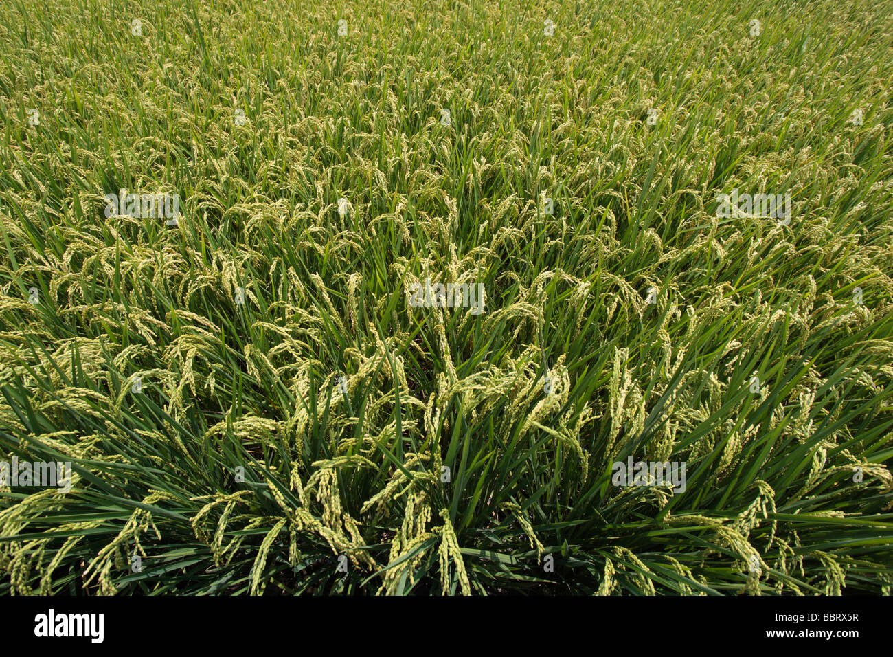 Rice grows in field Stock Photo - Alamy