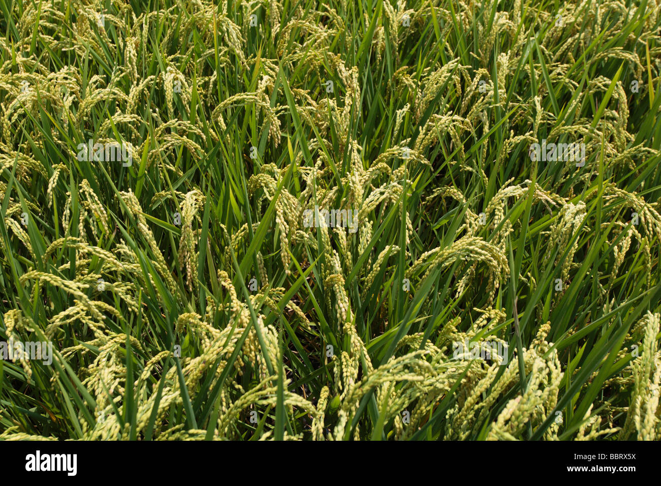 Rice grows in field Stock Photo - Alamy