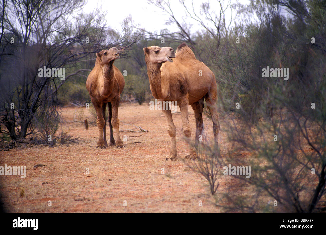 Australia Wild Camels High Resolution Stock Photography and Images - Alamy