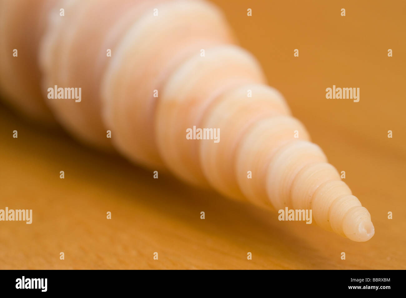 Turritella hi-res stock photography and images - Alamy