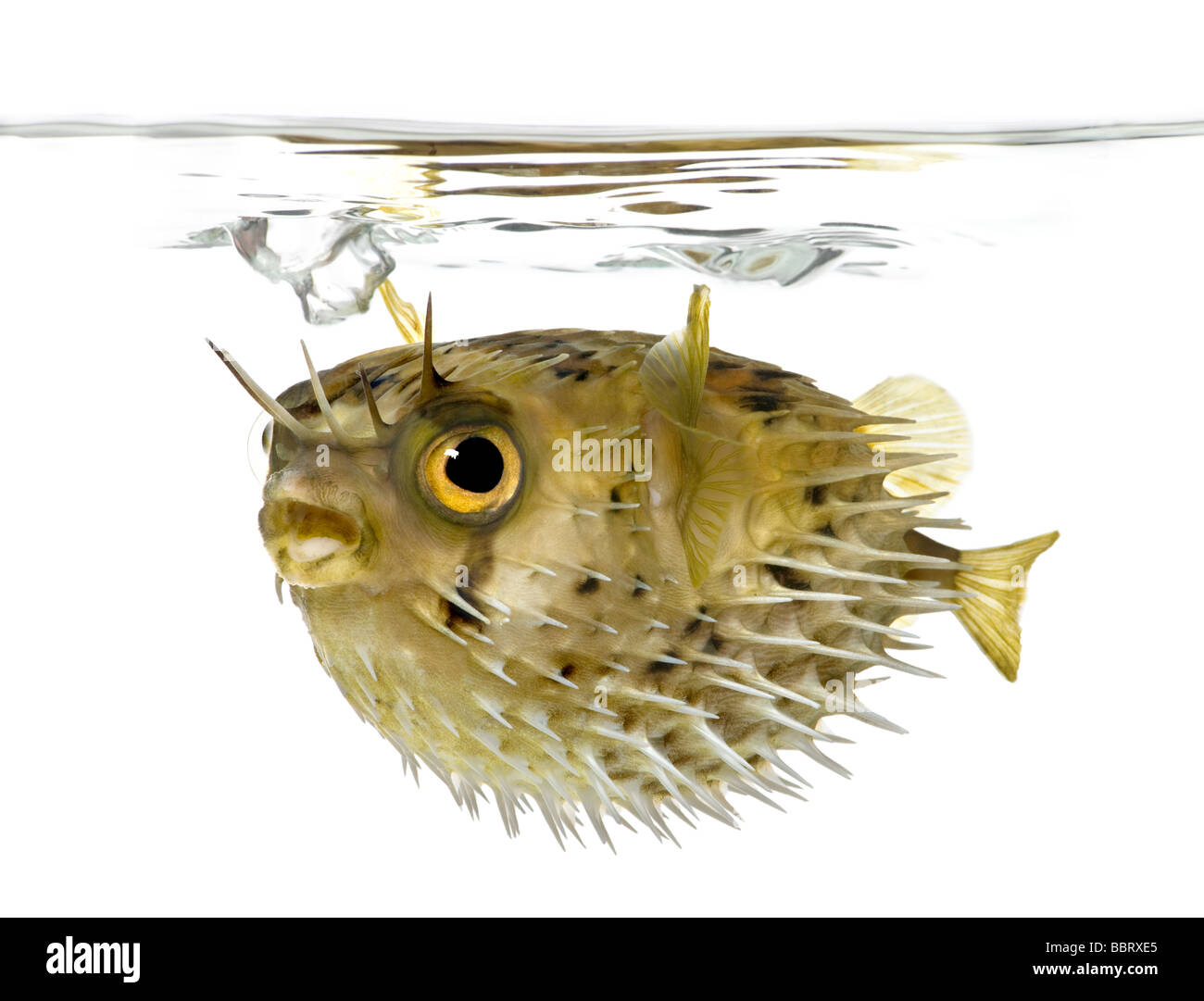 Long spine porcupinefish also know as spiny balloonfish Diodon ...
