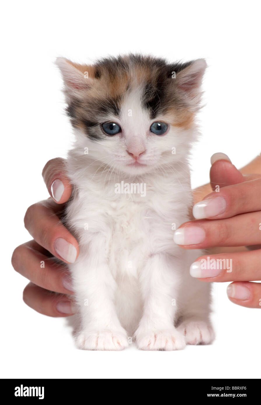 kitten 1 month old in front of a white background Stock Photo - Alamy
