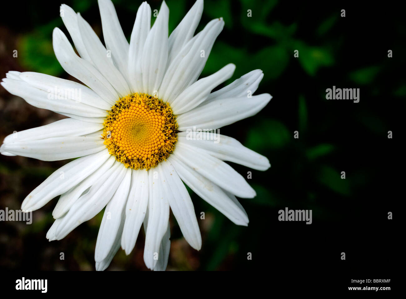 Daisy against dark background Stock Photo - Alamy
