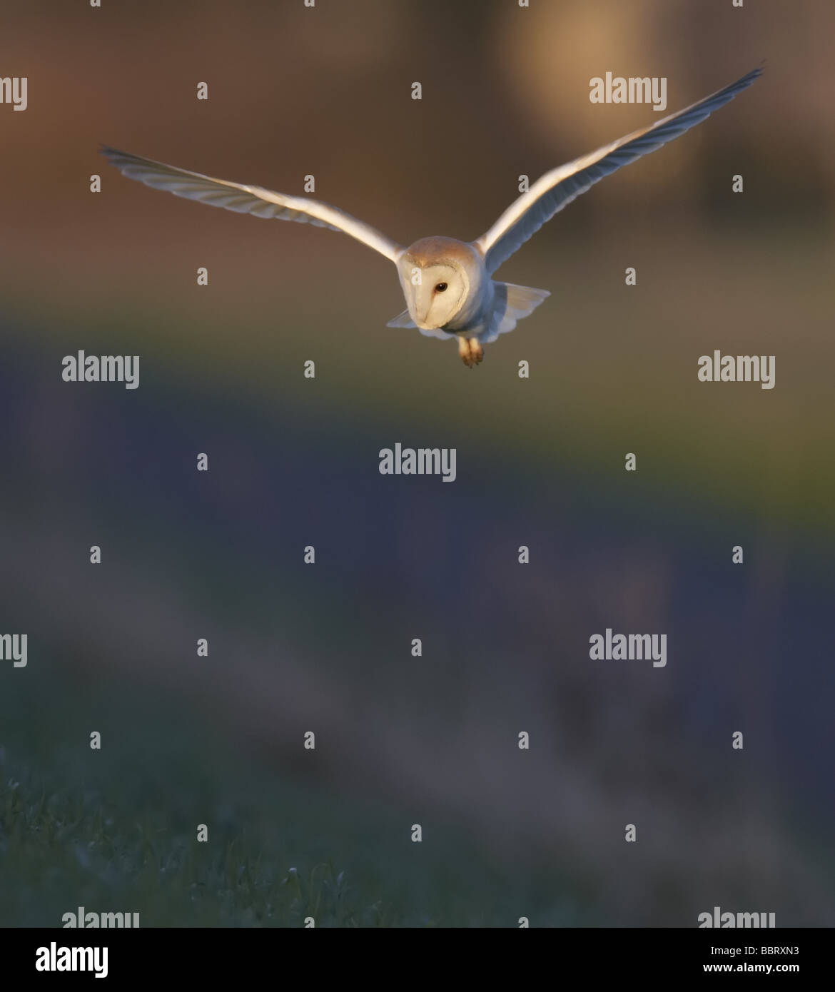 Barn Owl Tyto in flight Stock Photo - Alamy