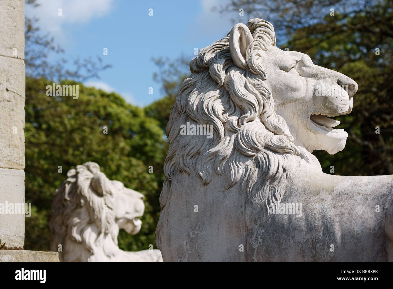 Percy lion hi-res stock photography and images - Alamy