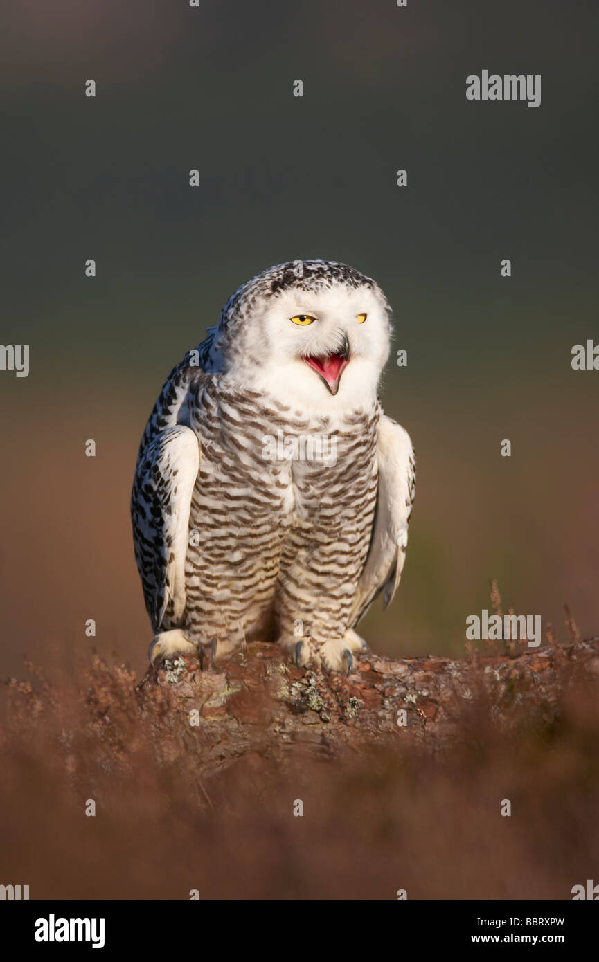 Snowy Owl in low winter sun Stock Photo - Alamy