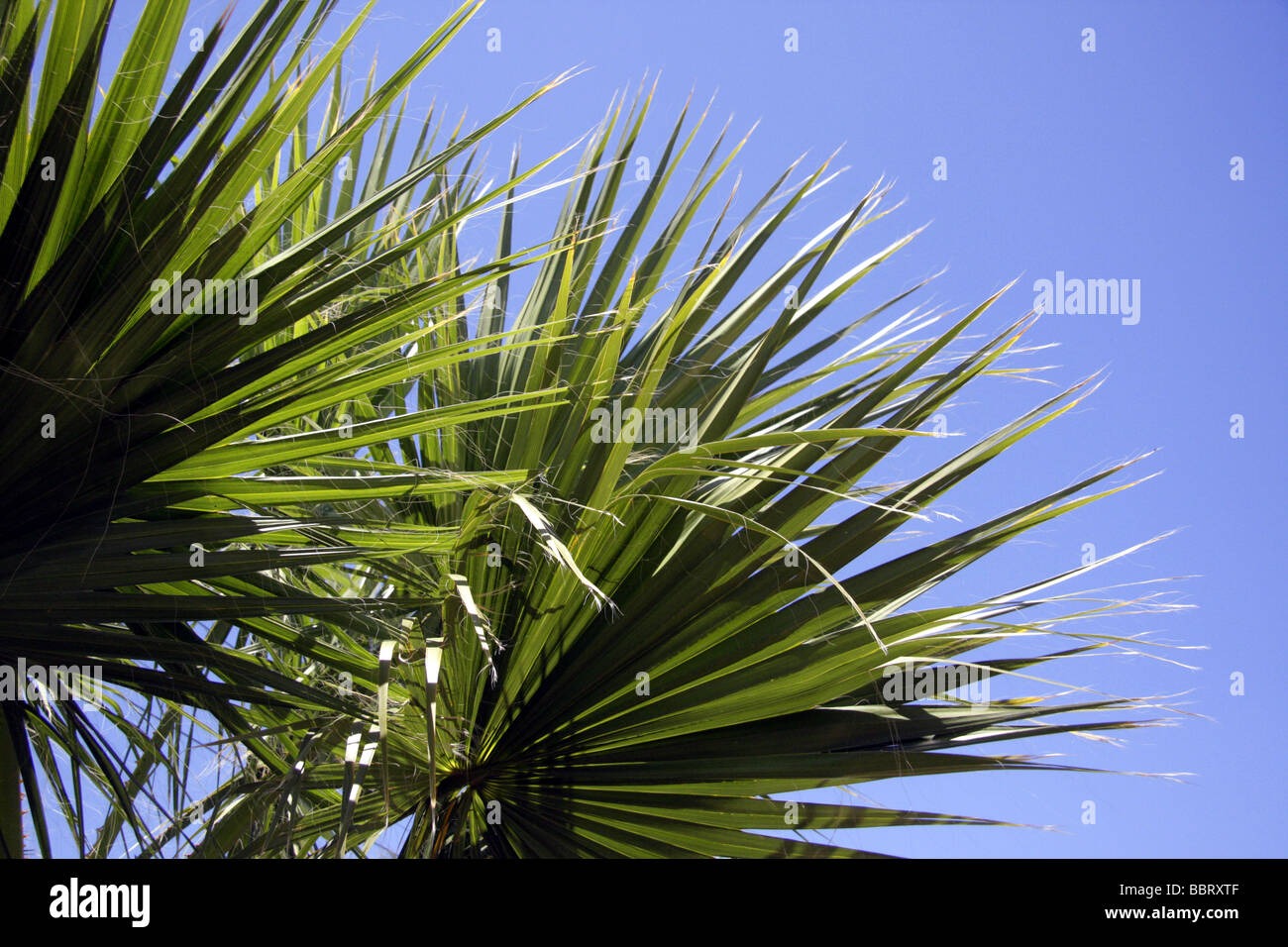 Spiky palm tree hi-res stock photography and images - Alamy