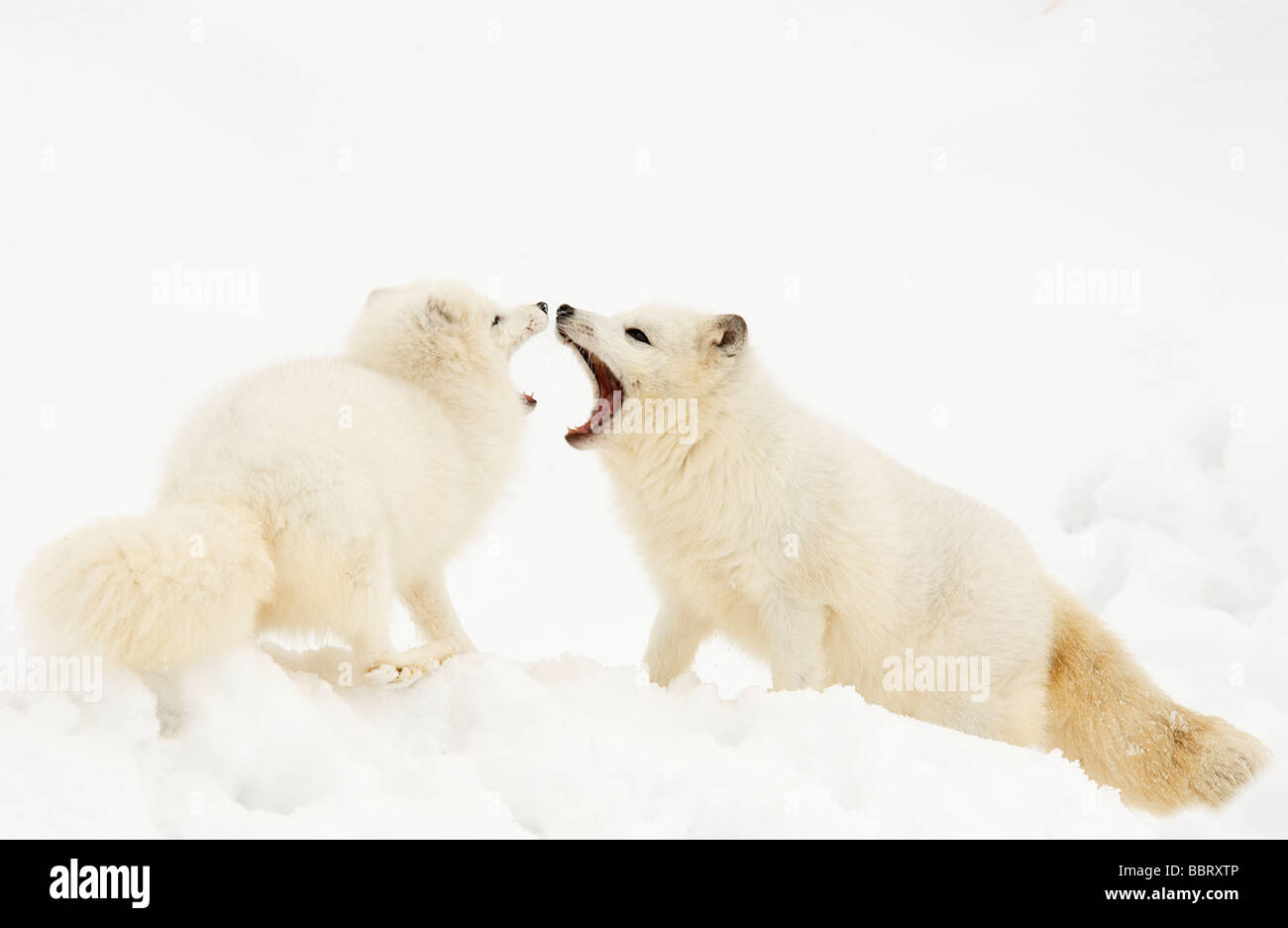 Arctic fox interaction in snow Stock Photo - Alamy