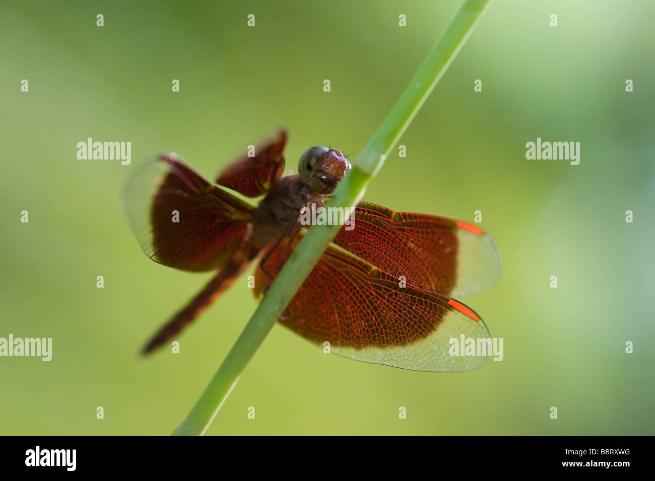 A common dragonfly as seen in the tropical rainforest in Malaysia Stock ...