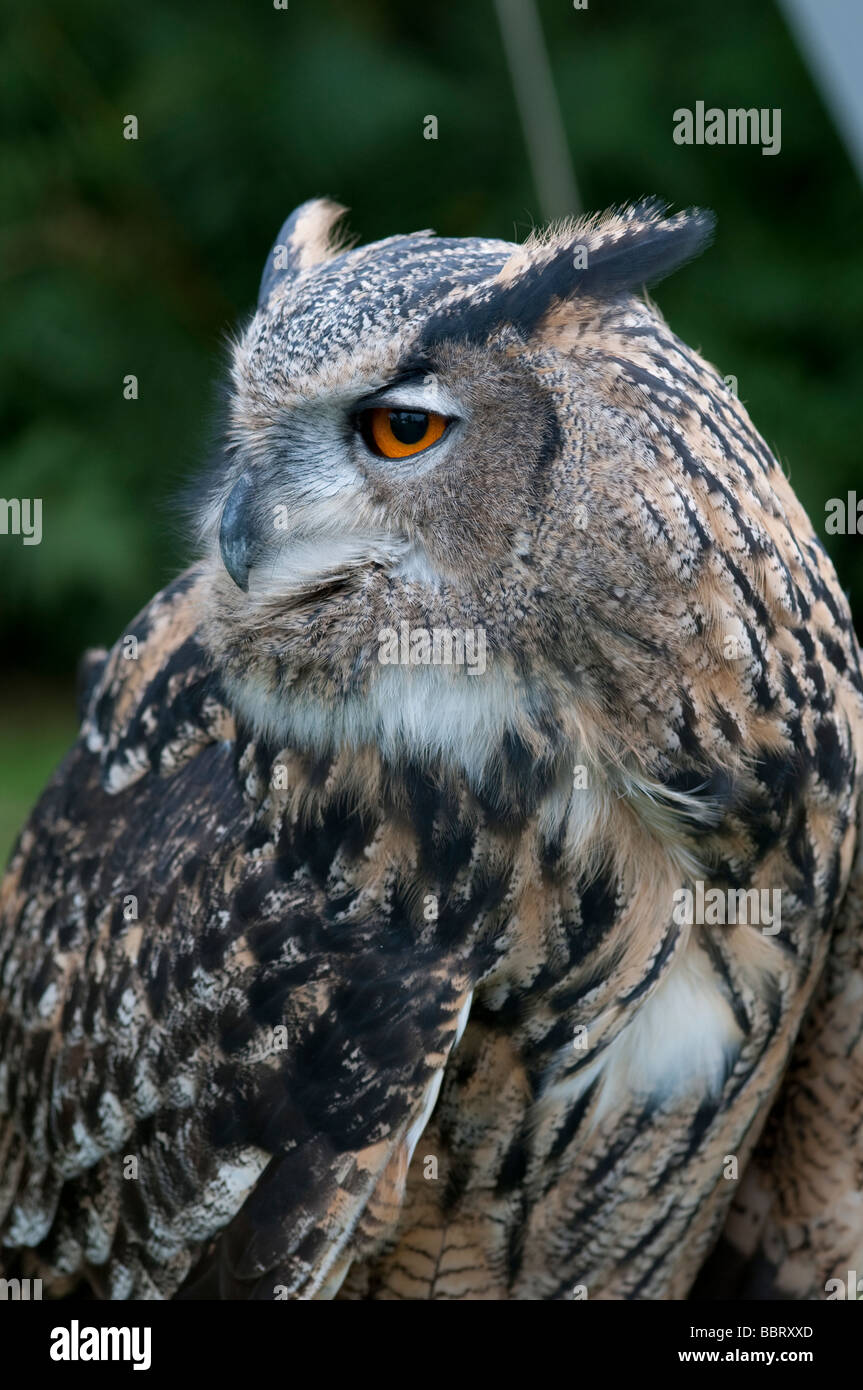 Owl looking over shoulder hi-res stock photography and images - Alamy