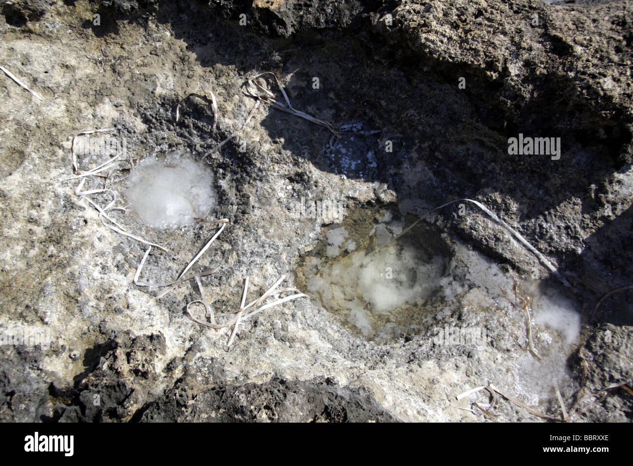Sea salt drying in rock pools in Cyprus Stock Photo - Alamy