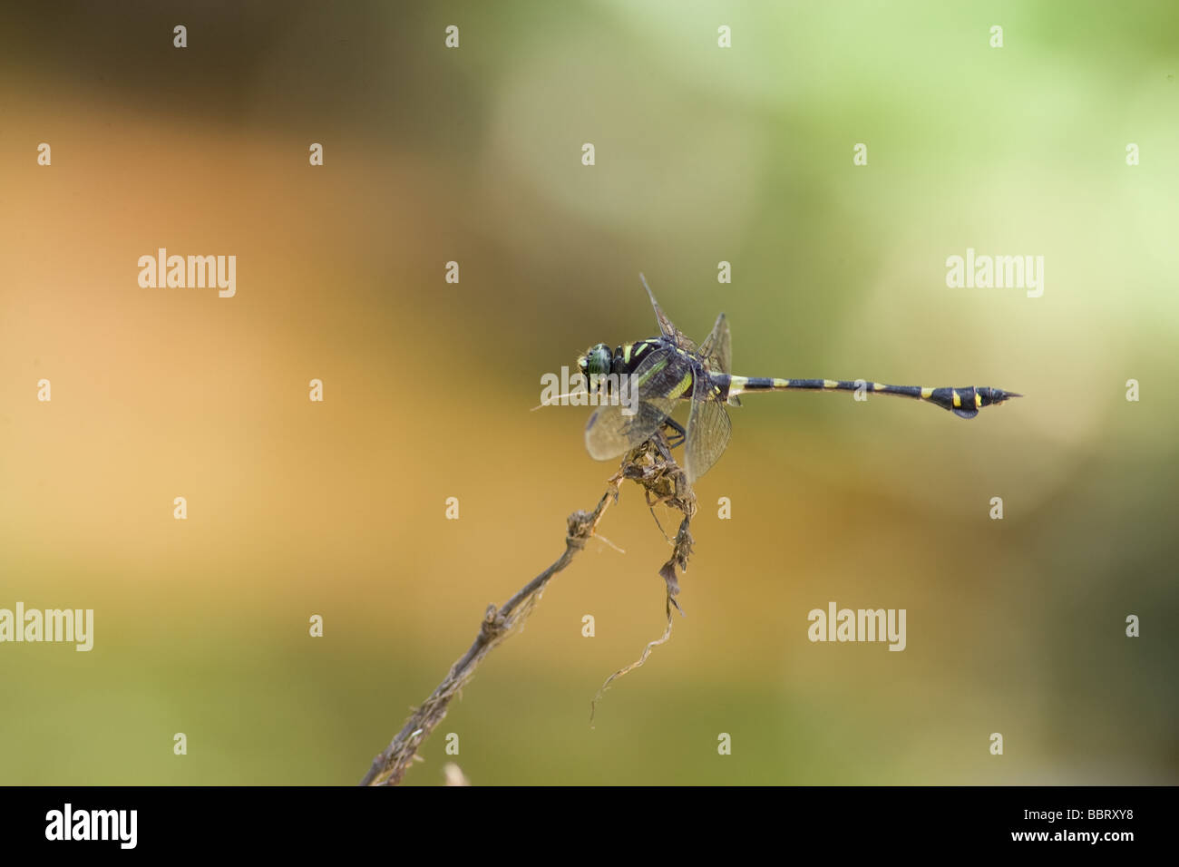 A common dragonfly as seen in the tropical rainforest in Malaysia Stock ...