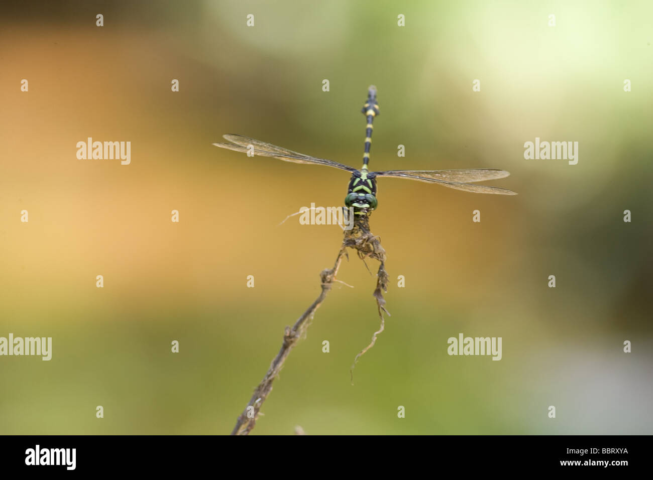 A common dragonfly as seen in the tropical rainforest in Malaysia Stock ...