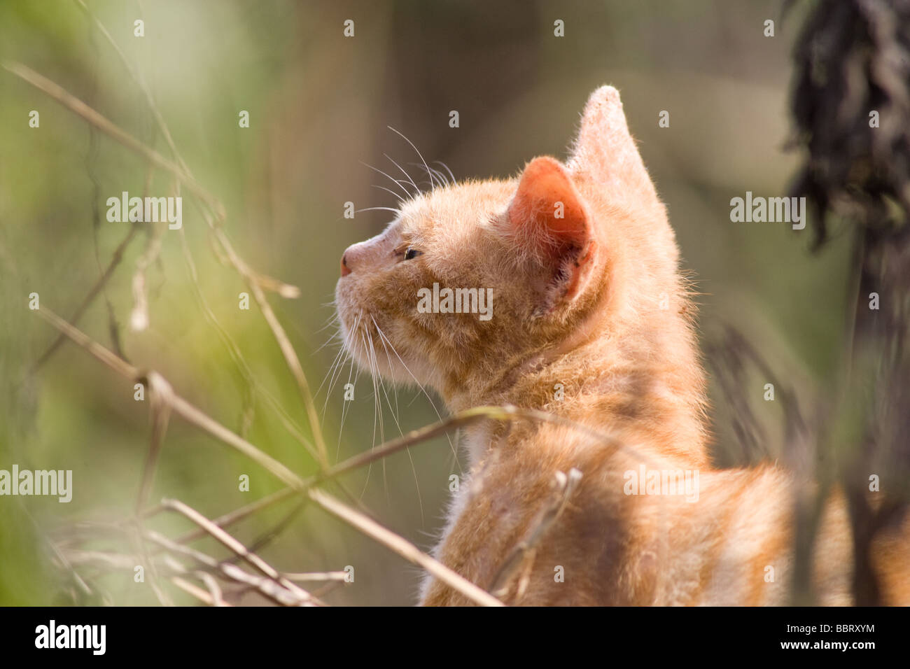 Malay village hi-res stock photography and images - Alamy