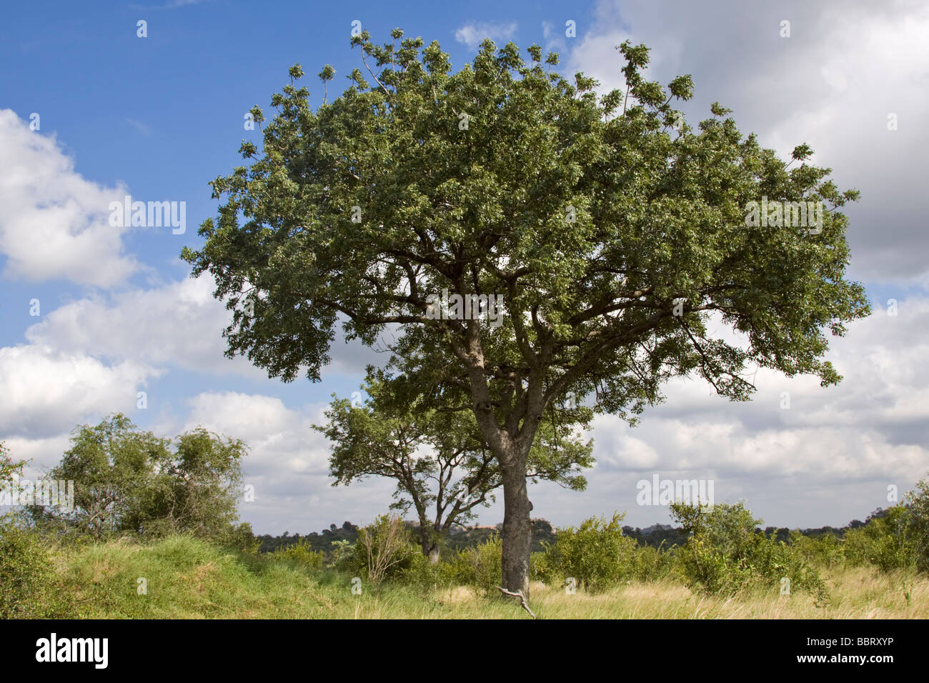 Marula tree hi-res stock photography and images - Alamy