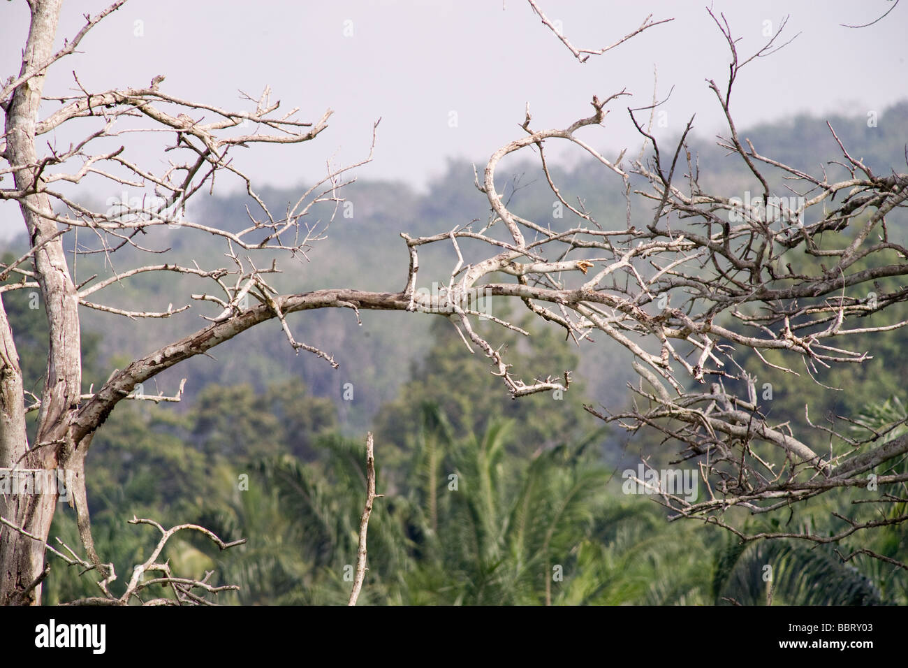 The tree trunk and branches of the Malaysian rainforest Stock Photo - Alamy