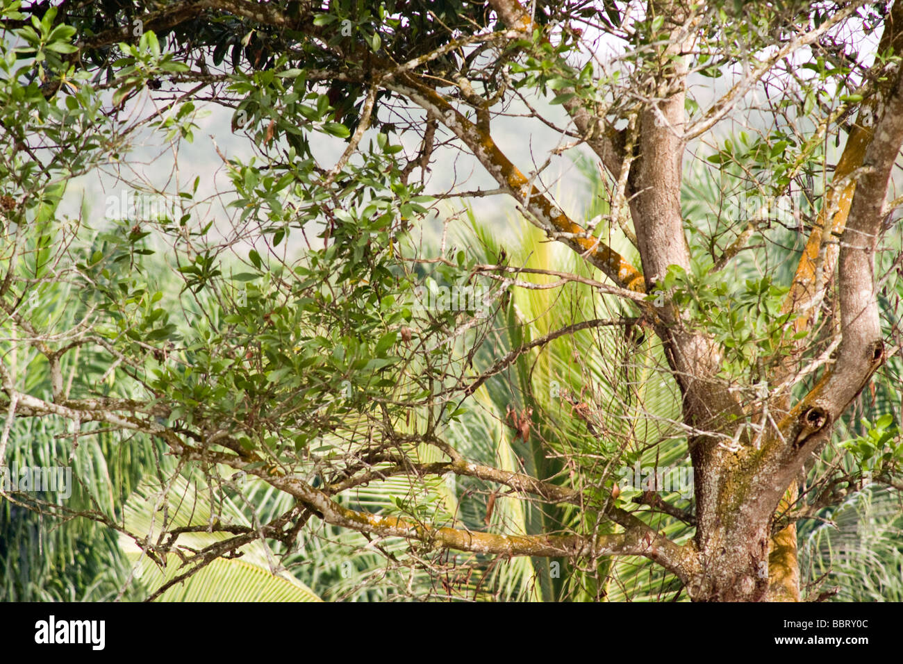 The tree trunk and branches of the Malaysian rainforest Stock Photo - Alamy
