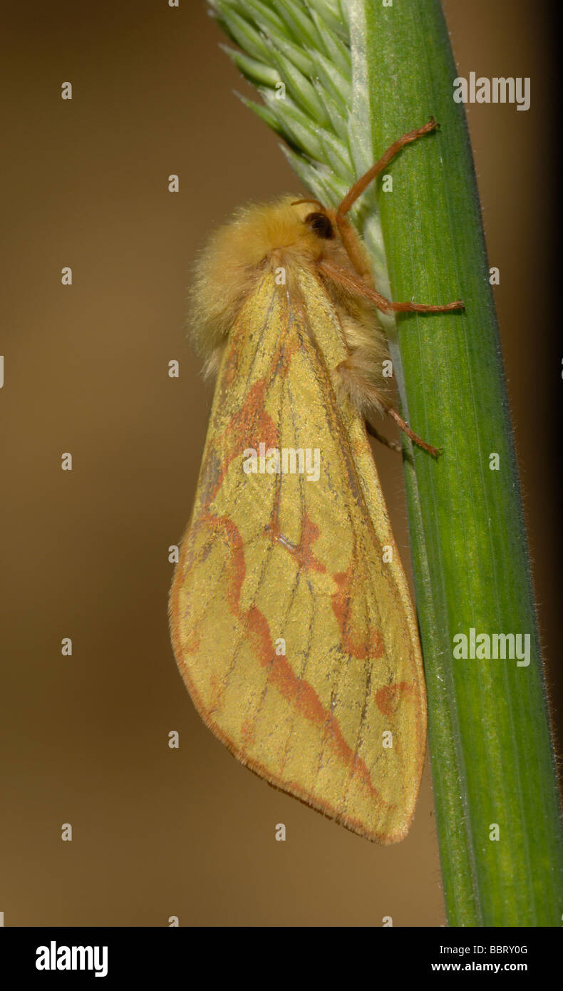 Ghost moth hi-res stock photography and images - Alamy