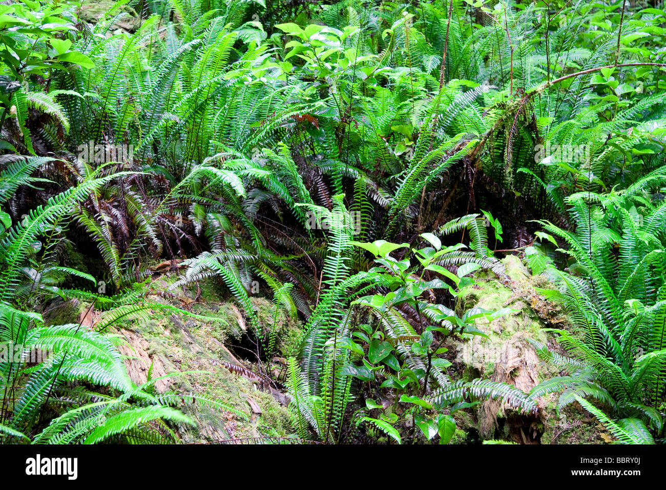 Ferns in Temperate Rainforest on the Pacific Coast Pacific Rim National ...