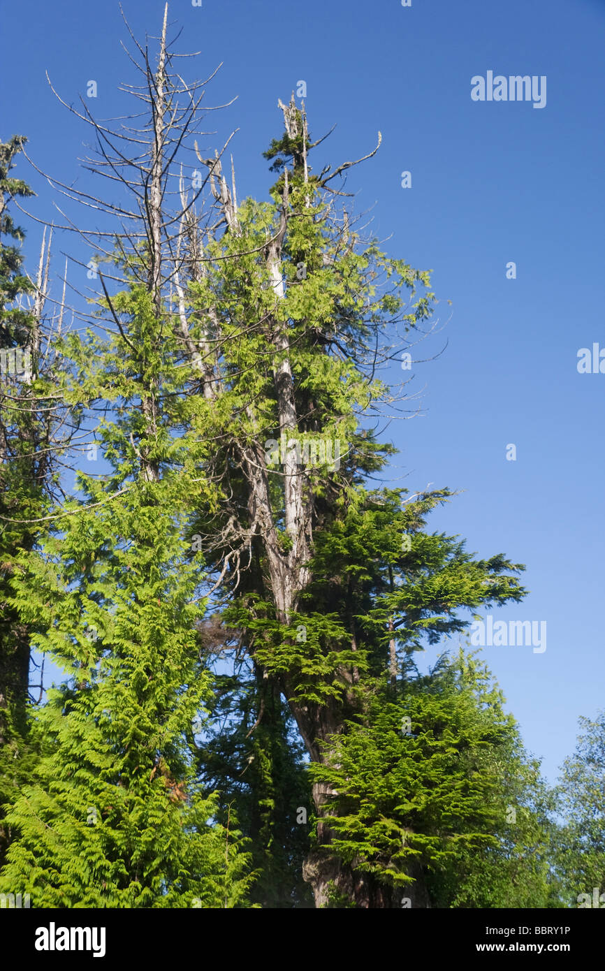 Giant Conifer with broken Treetop Vancouver Island British Columbia ...