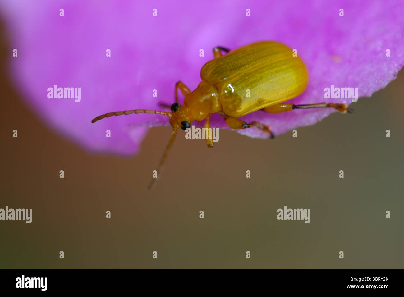 The colourful Malaysian ladybugs Stock Photo - Alamy