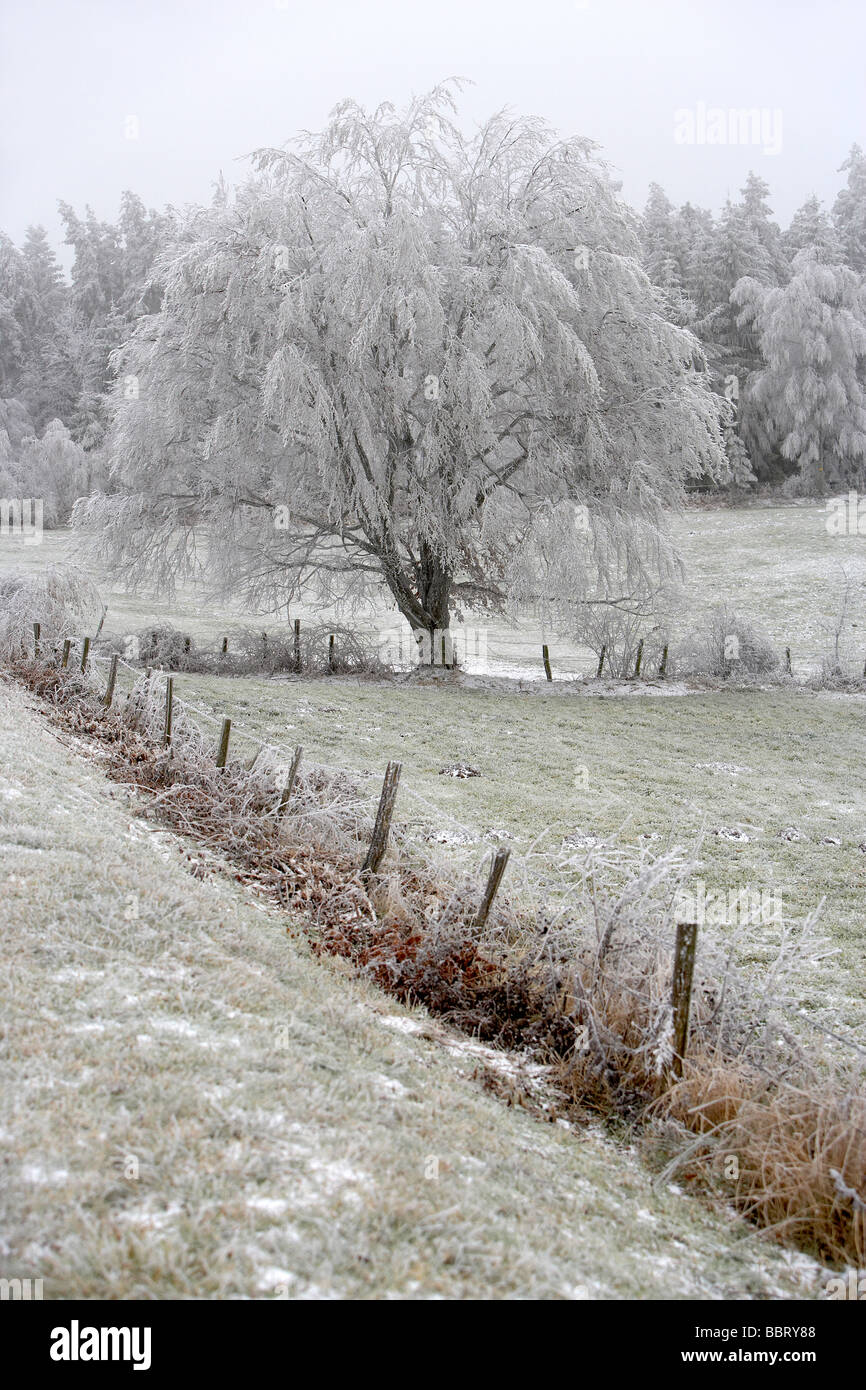 WINTER FROST SCENE CENTRAL FRANCE Stock Photo - Alamy