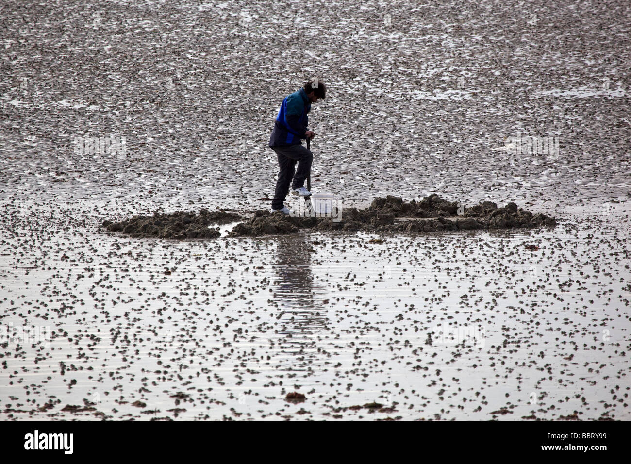 Digging for worms on beach at Worthing Stock Photo - Alamy