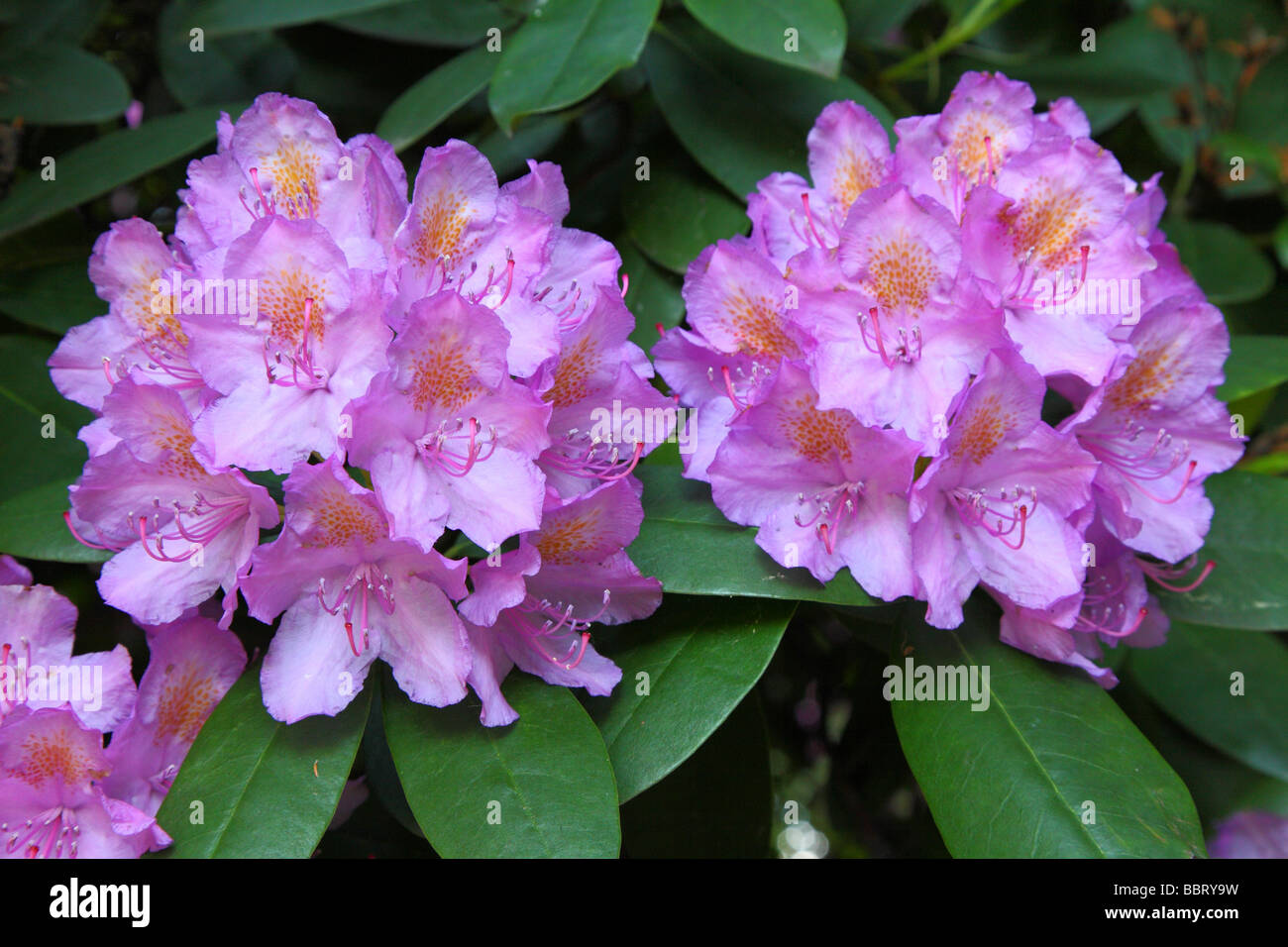 Purple violet rhododendron flowers blooming Rhododendron catawbiense ...
