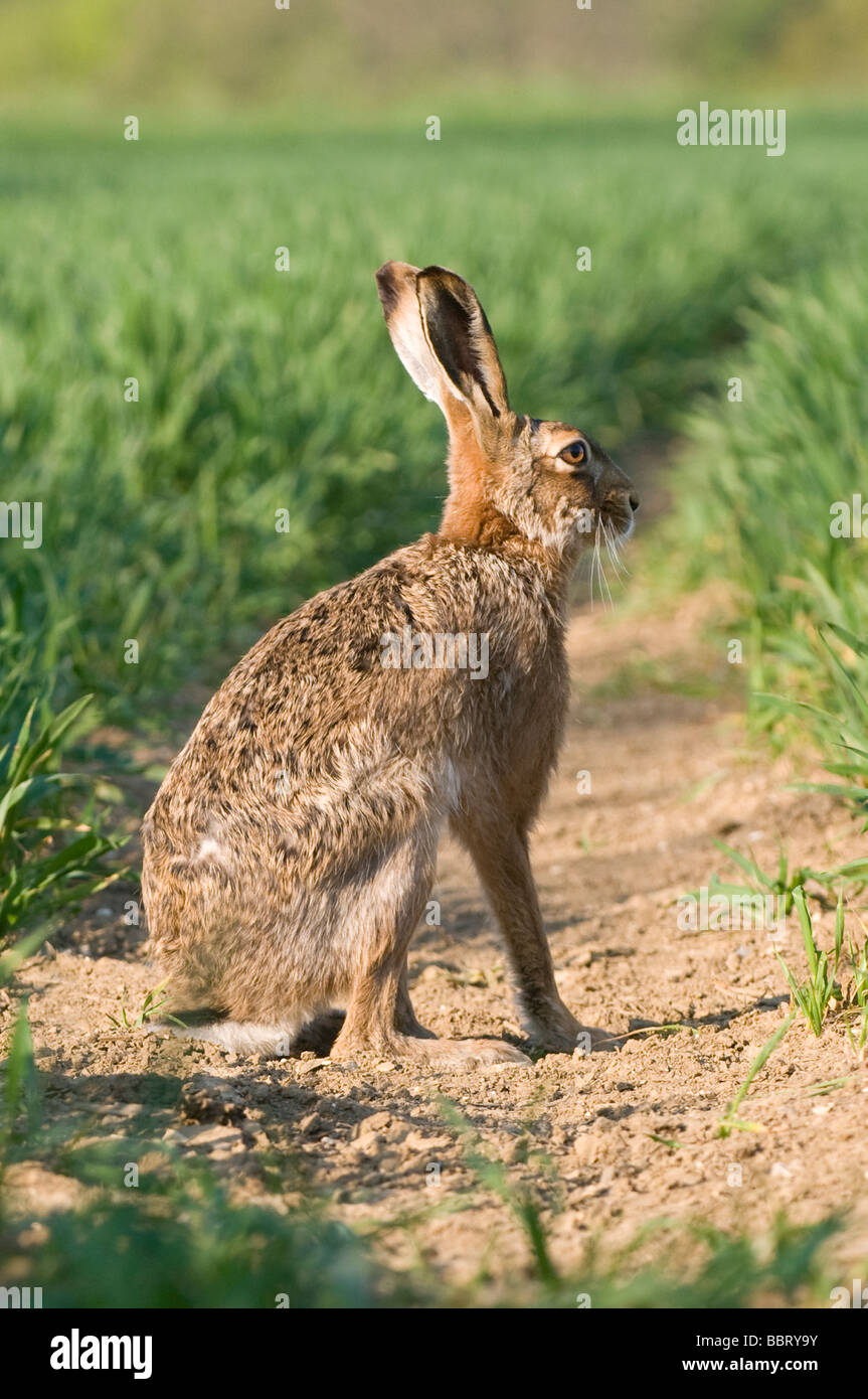 Sitting brown hare lepus europaeus Stock Photo - Alamy