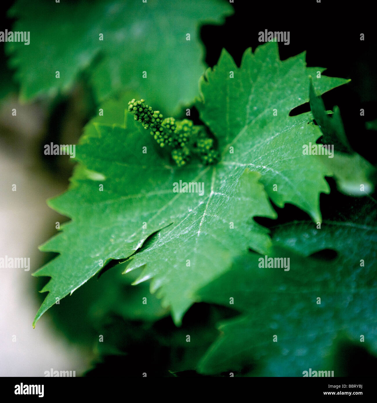 Early growth grapes hi-res stock photography and images - Alamy