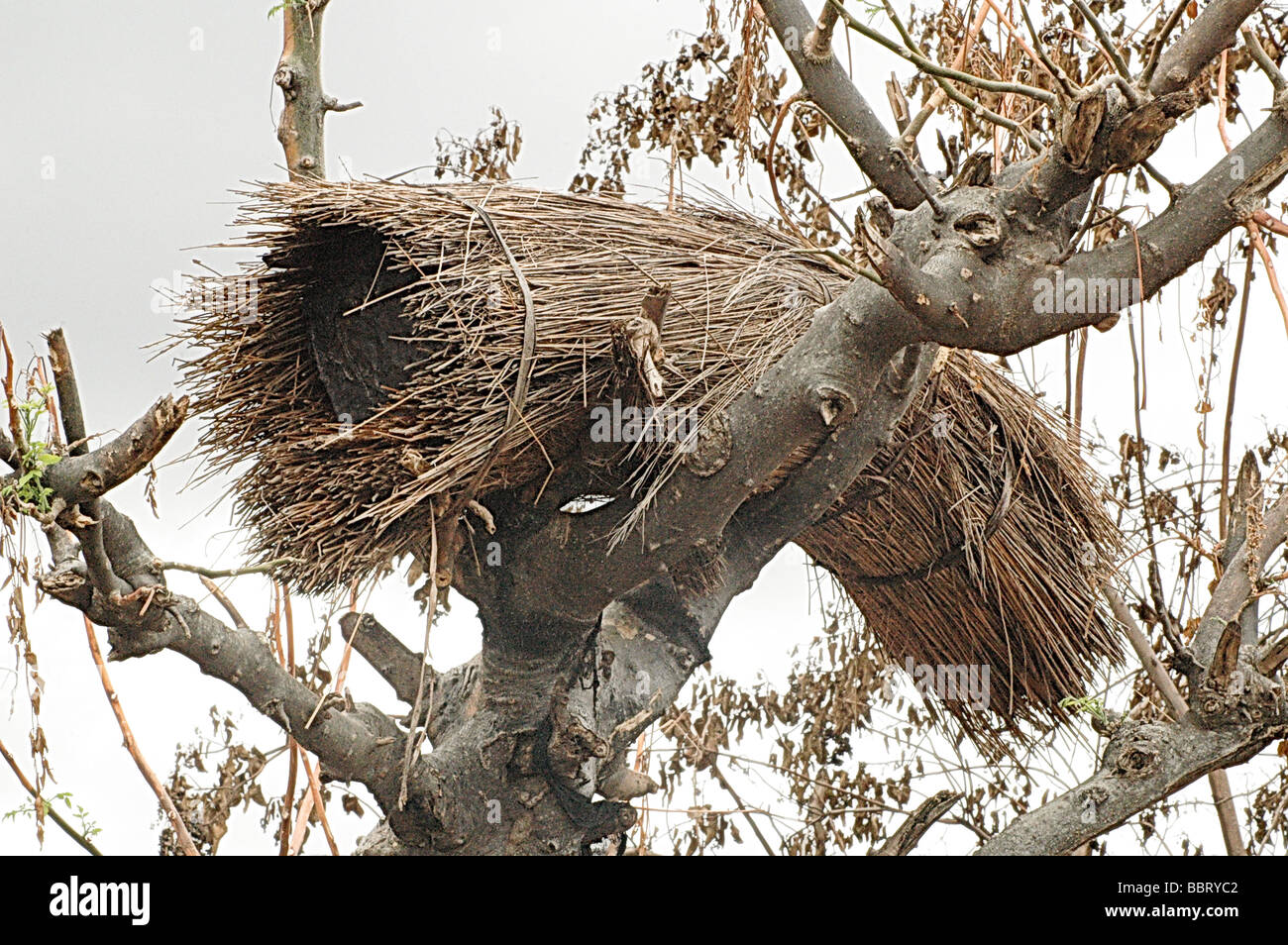 Ethiopia tree hi-res stock photography and images - Alamy