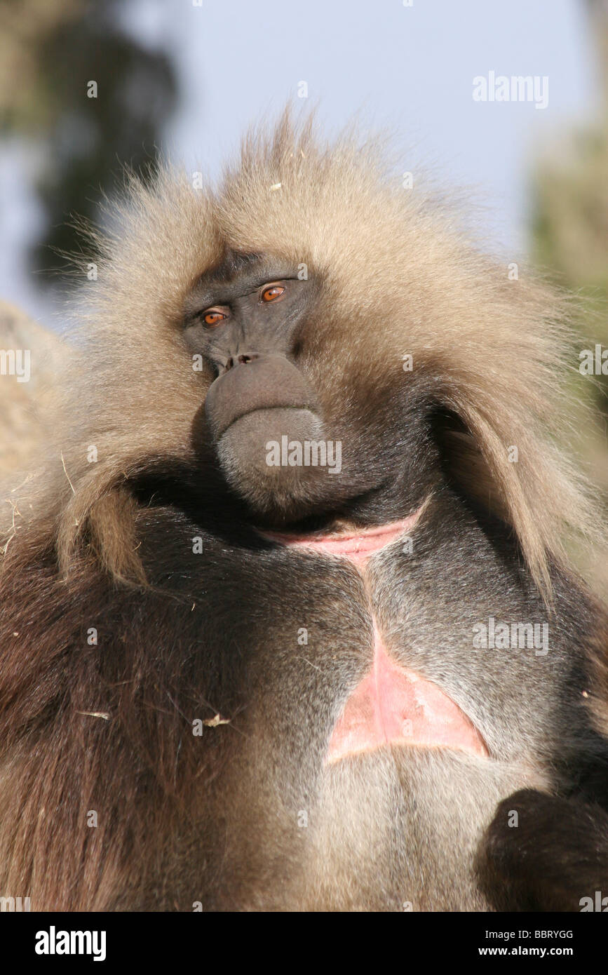 Africa Ethiopia Simien mountains male Gelada monkey Theropithecus ...
