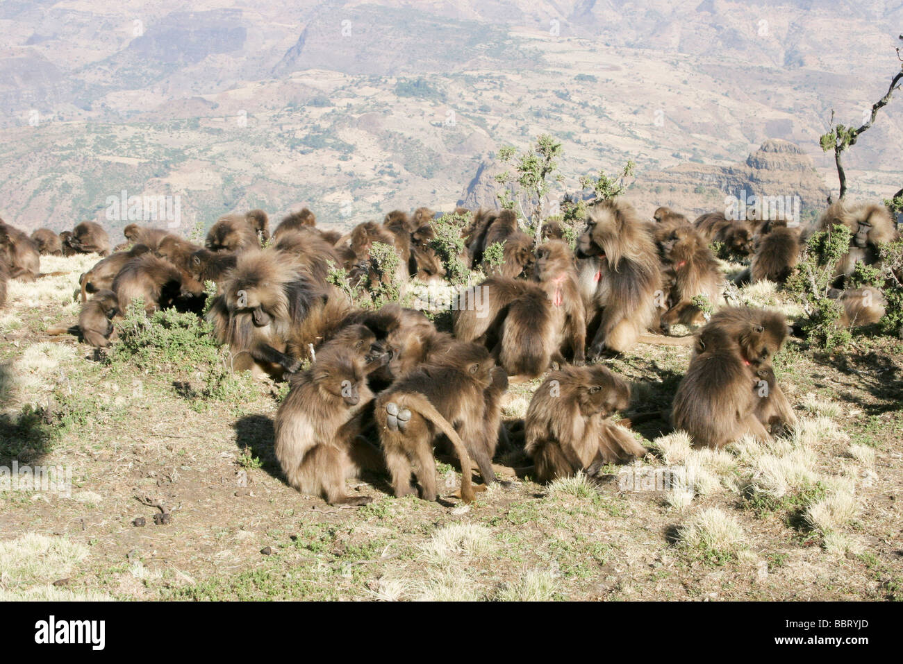 Africa Ethiopia Simien mountains Gelada monkeys Theropithecus gelada ...
