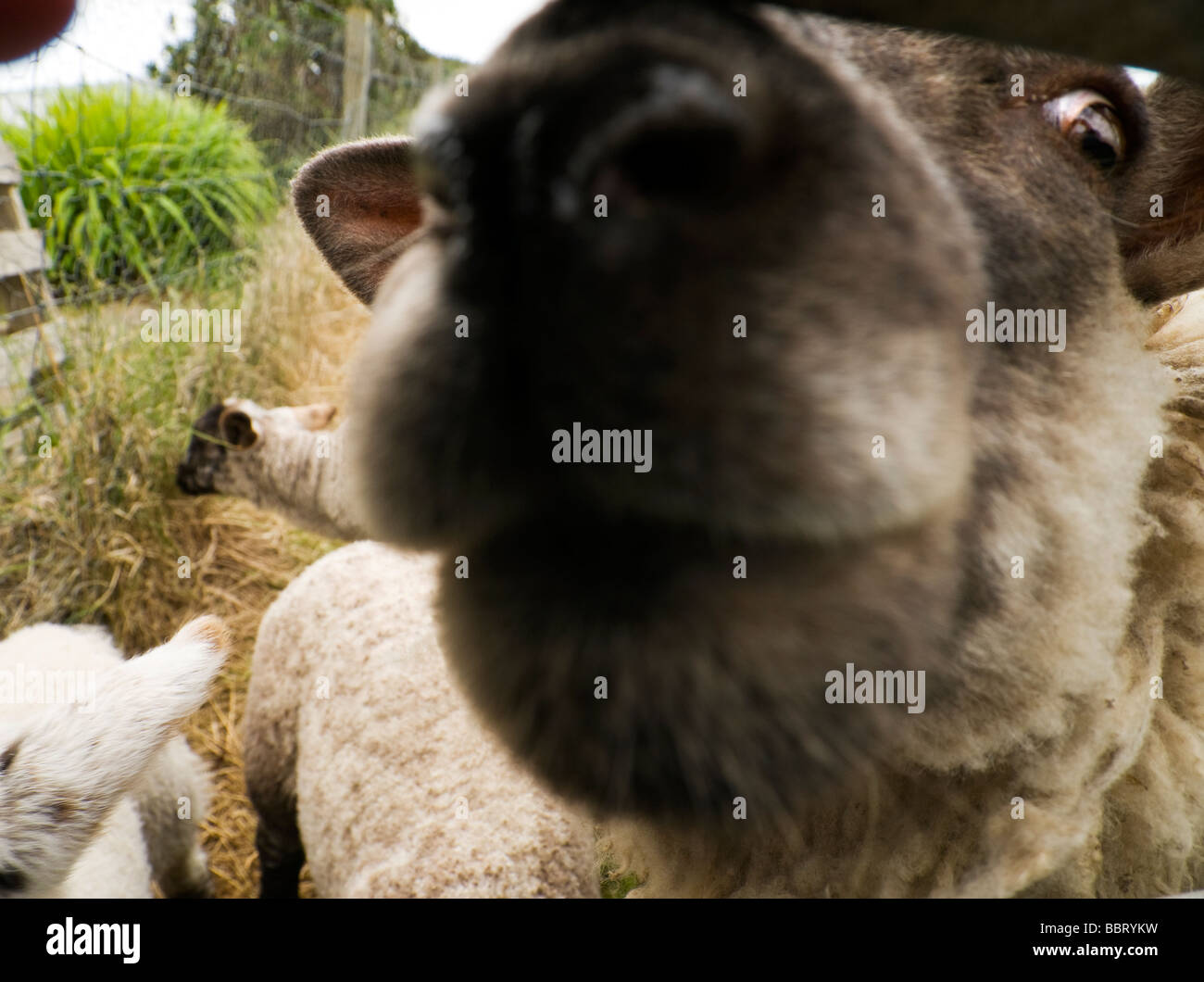 Sheep wide angle hi-res stock photography and images - Alamy