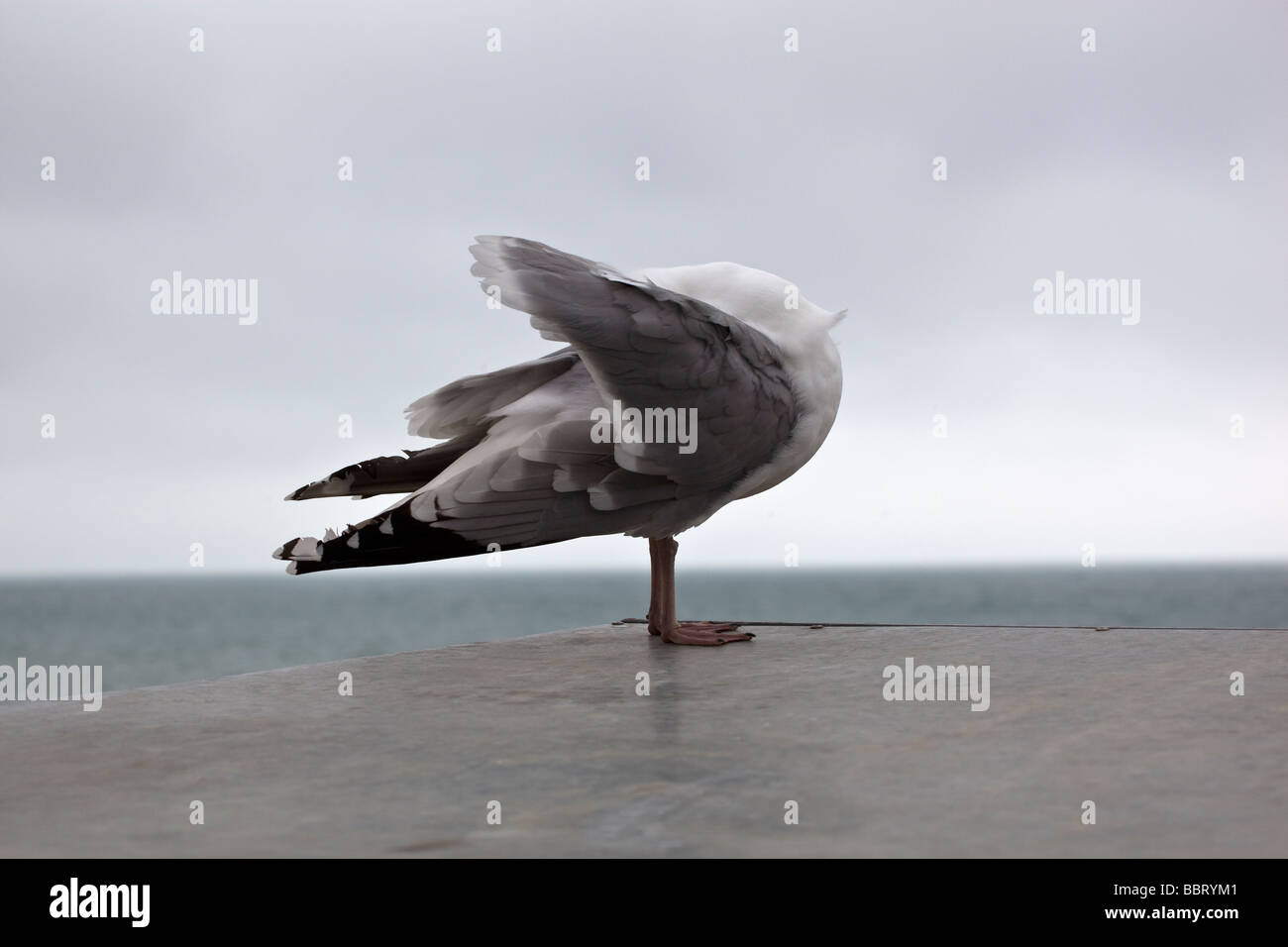 Headless bird hi-res stock photography and images - Alamy