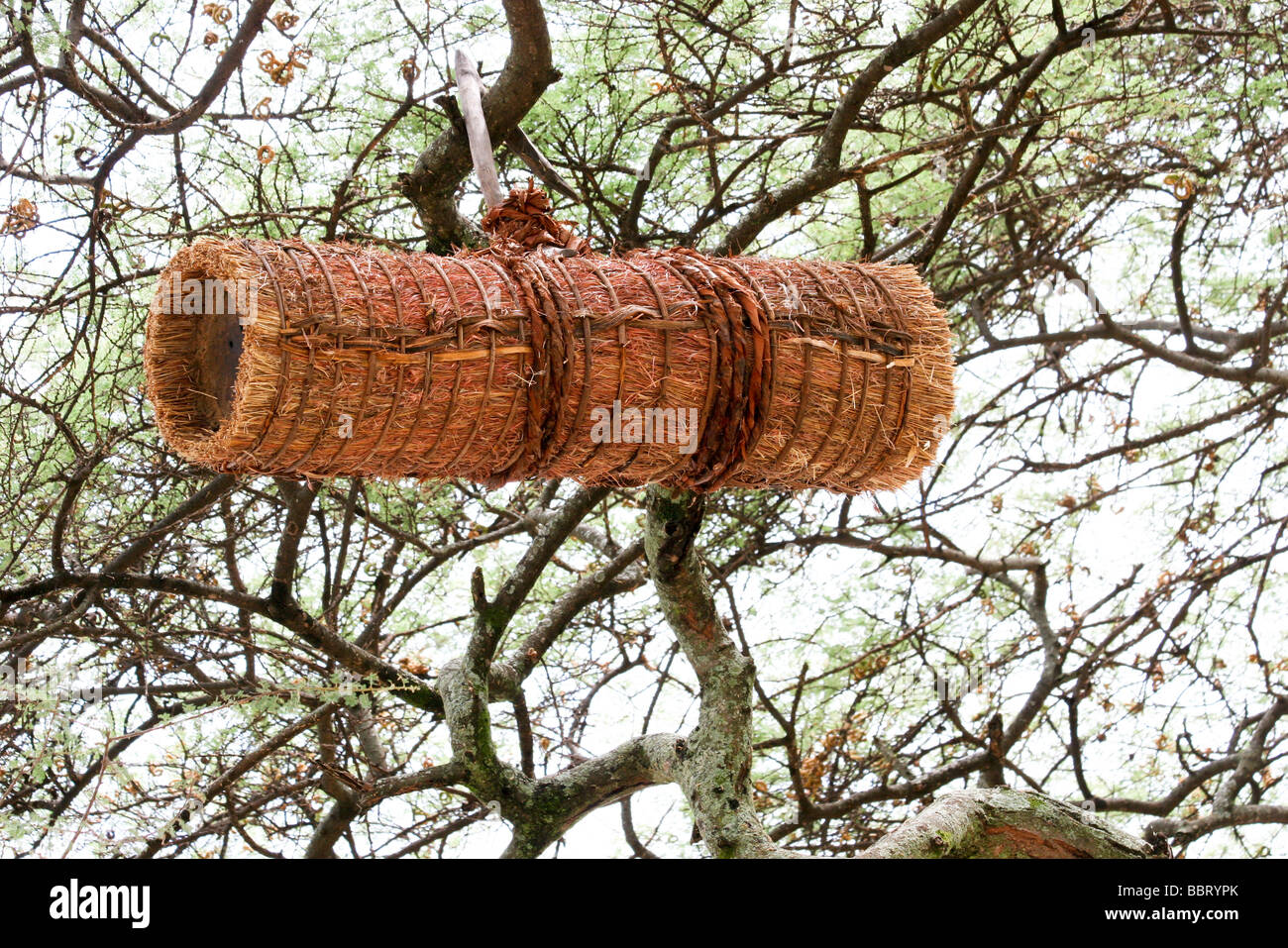 Beehive tree hi-res stock photography and images - Alamy