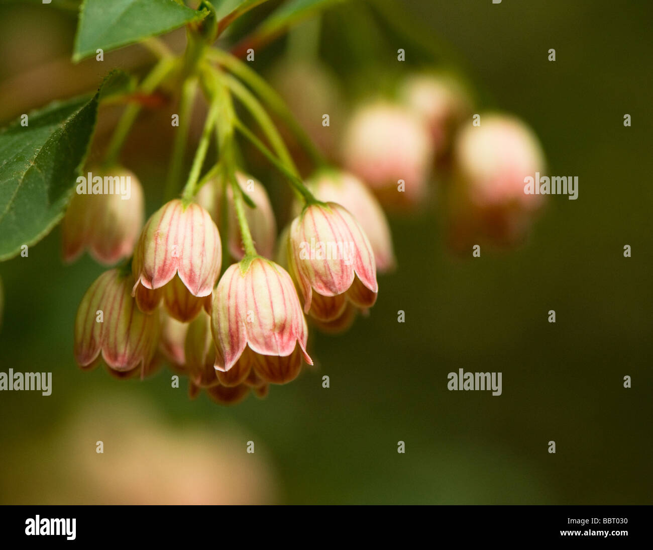 Enkianthus red bells hi-res stock photography and images - Alamy