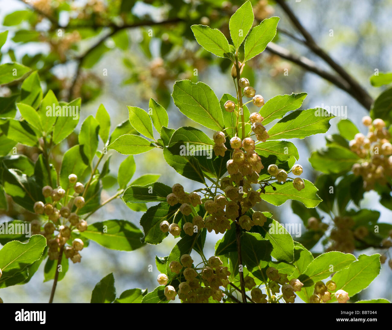 Enkianthus red bells hi-res stock photography and images - Alamy
