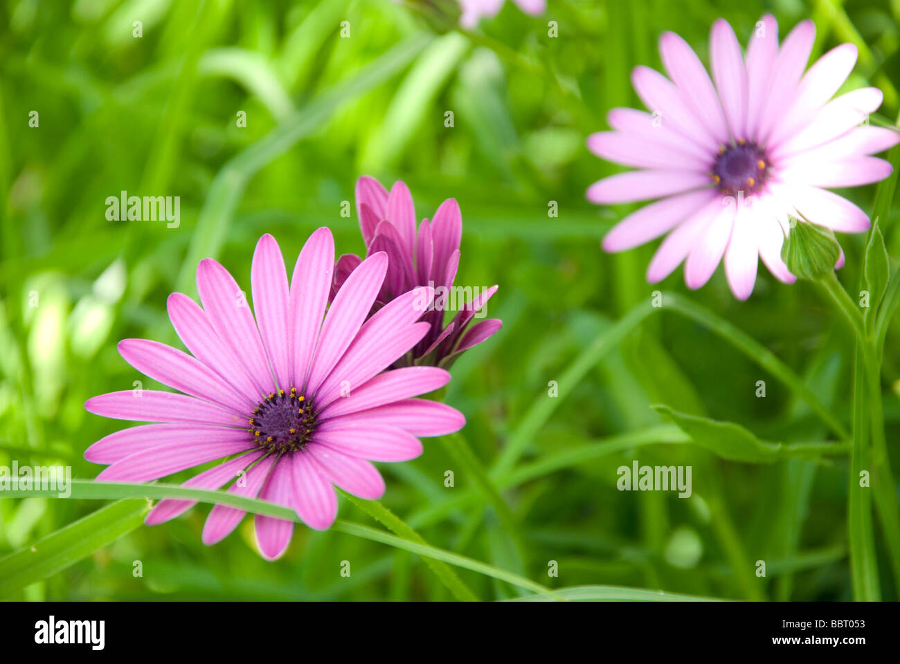 Marguerite daisy pink hi-res stock photography and images - Alamy
