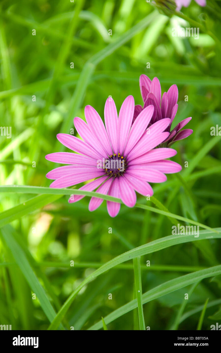 Marguerite Daisy Pink High Resolution Stock Photography and Images - Alamy