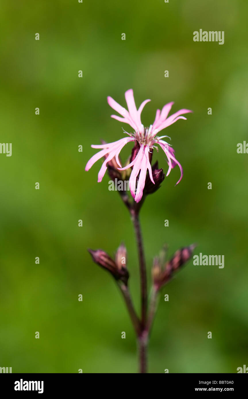 Ragged robin Lychnis flos cuculi Stock Photo - Alamy