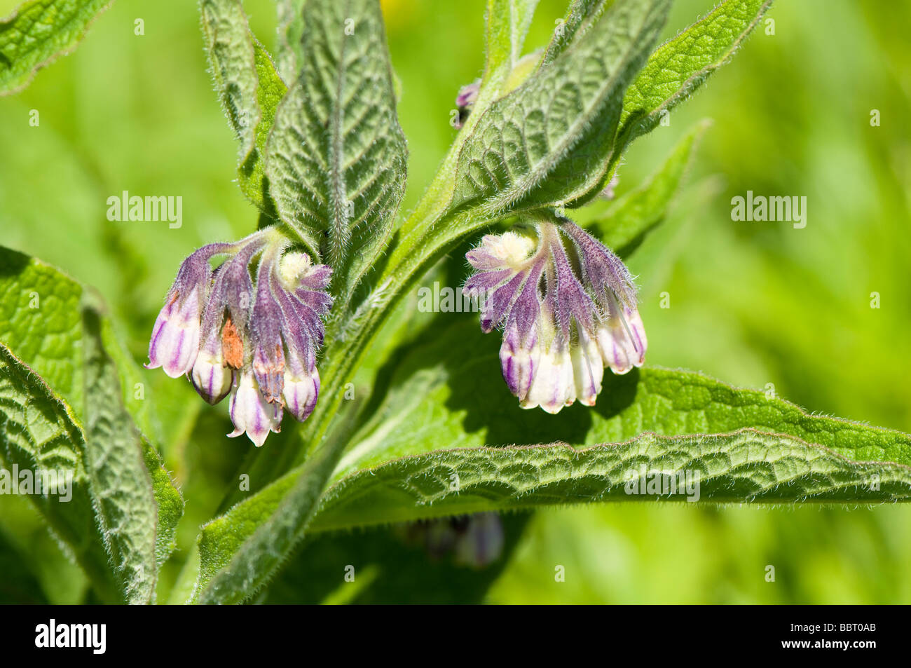 Common comfrey Symphytum officinale Stock Photo - Alamy