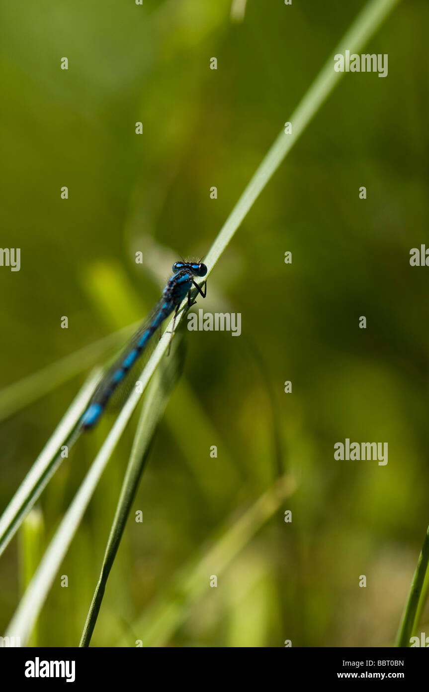Common Blue Damselfly Enallagma cyathigerum Stock Photo - Alamy Common Blue Damselfly Enallagma cyathigerum Stock Photo - Alamy