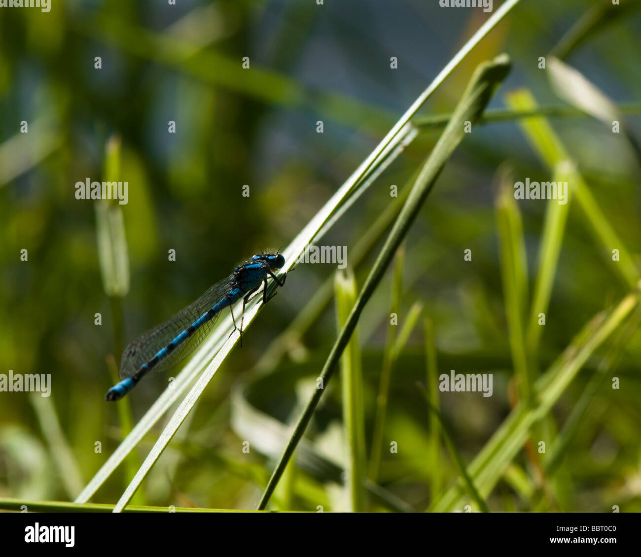 Common Blue Damselfly Enallagma cyathigerum Stock Photo - Alamy
