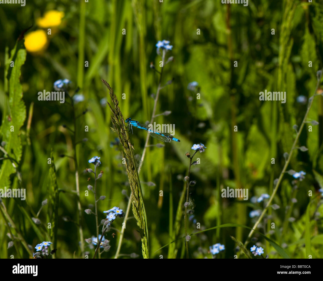 Common Blue Damselfly Enallagma cyathigerum Stock Photo - Alamy Common Blue Damselfly Enallagma cyathigerum Stock Photo - Alamy