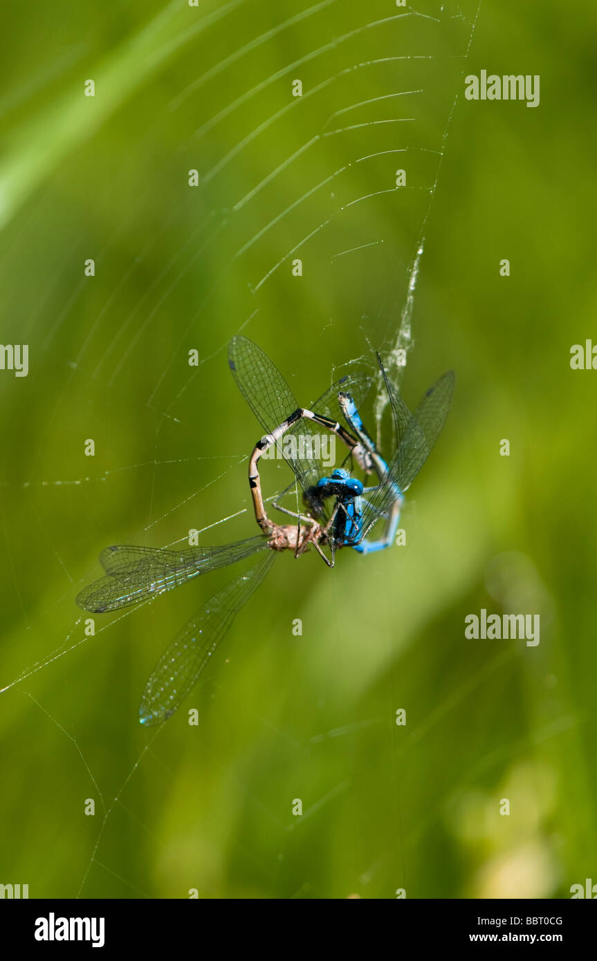 Common Blue Damselflies Enallagma cyathigerum trapped in a web Stock ...