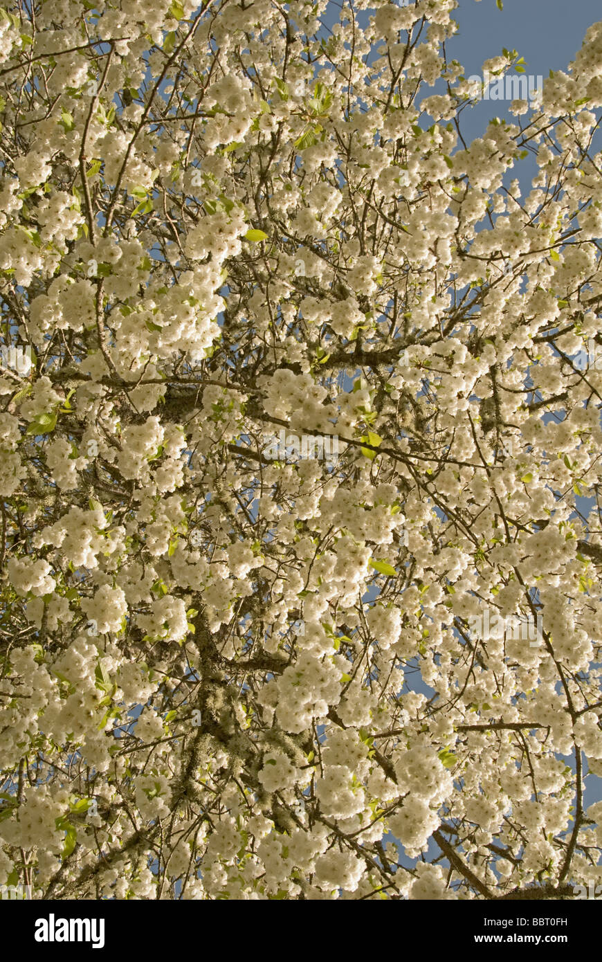 Wild Cherry tree in full bloom Stock Photo - Alamy